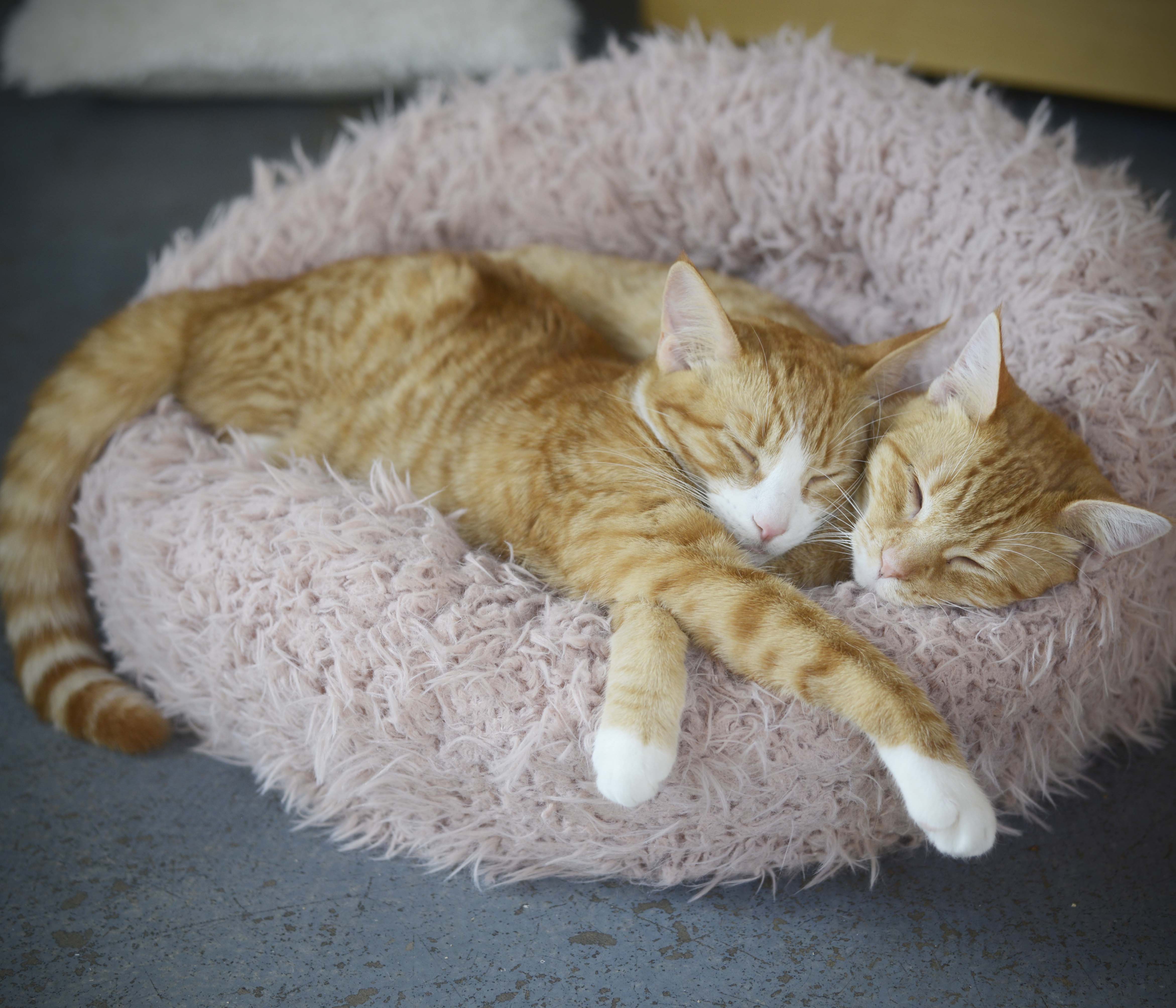 Adopt a Less-Adoptable Pet Week