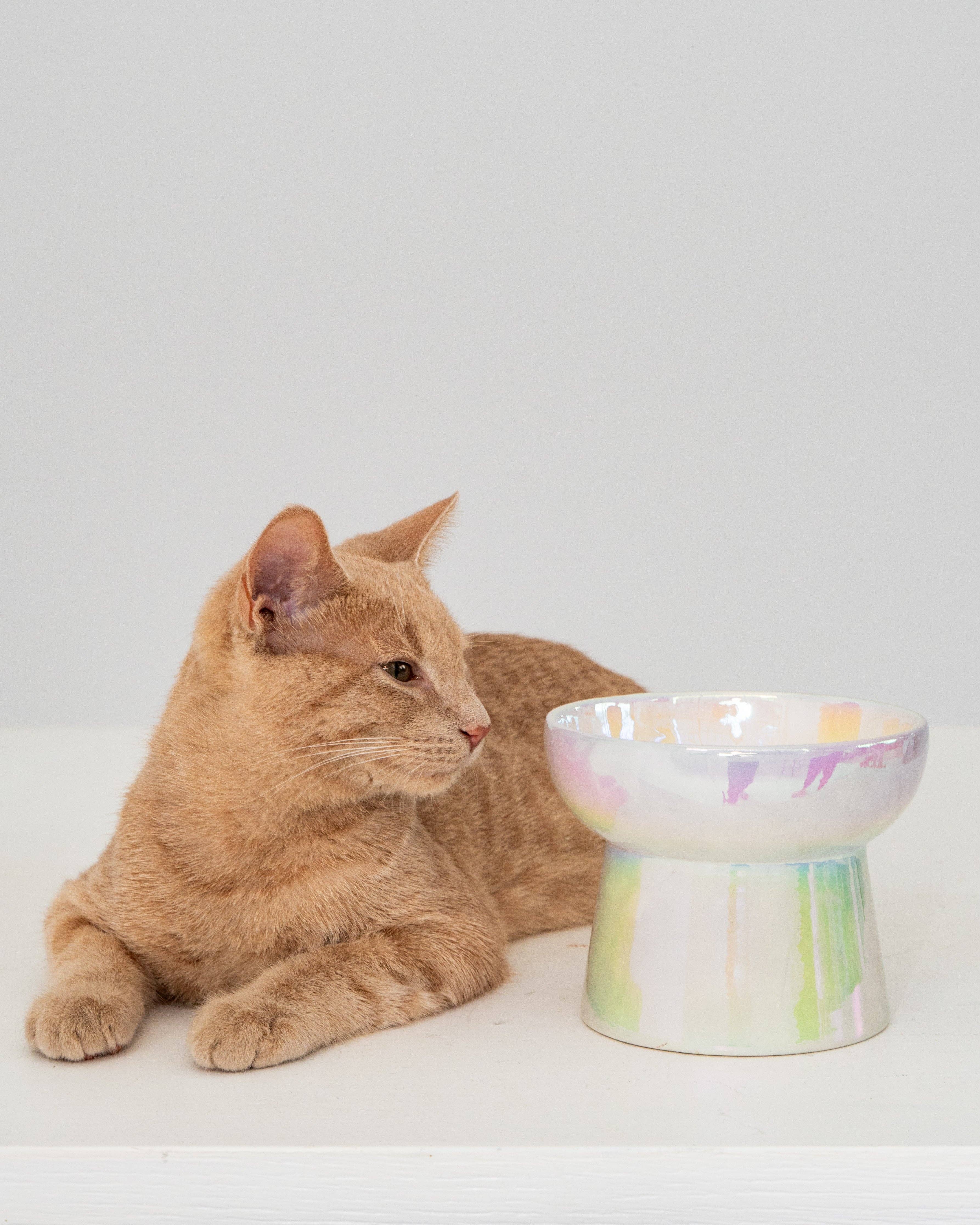 Cat Ceramic Bowl - Iridescent